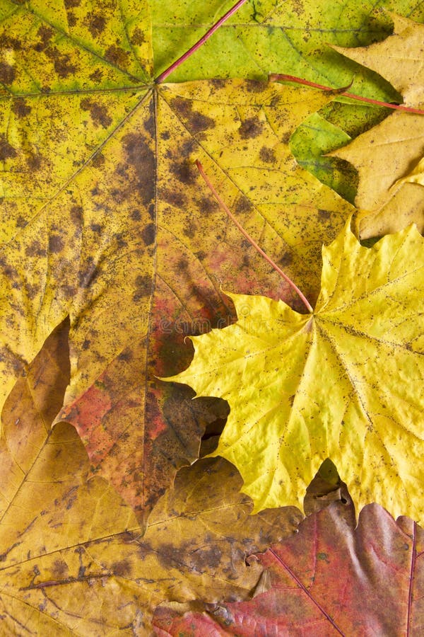 Colorful leaves background stock image. Image of bright - 16500795