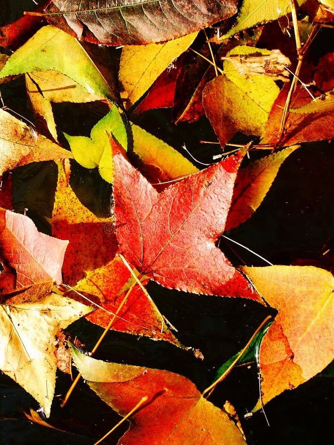 Colorful Leaves Background in Autumn Stock Image - Image of floral ...