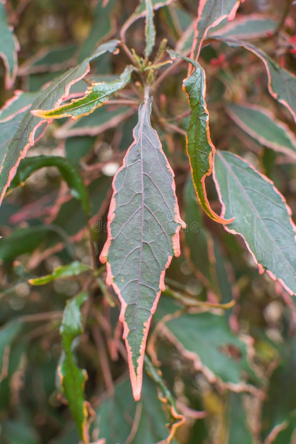 Colorful leaves stock photo. Image of colorful, leaves - 102054530