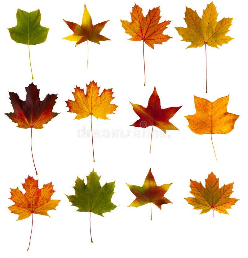 Colorful leaves stock photo. Image of orange, choice, collection - 5761642
