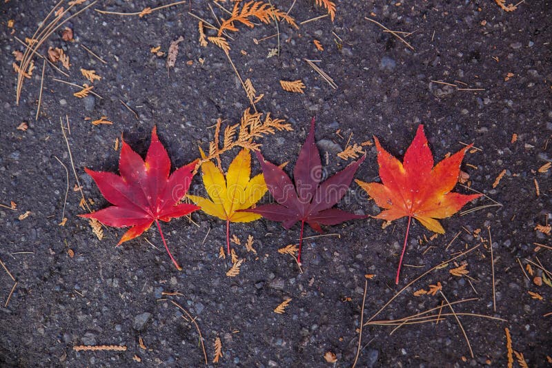 Colorful Leaves on the Floor in Autumn. Stock Image - Image of foliage ...