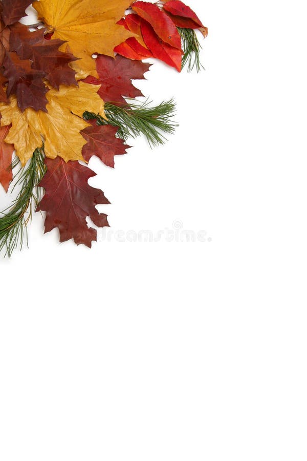 Colorful leaves frame stock photo. Image of forest, decoration - 1485970