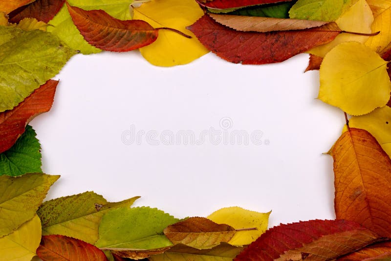 Autumn Leaves Frame stock photo. Image of nature, green - 177482026