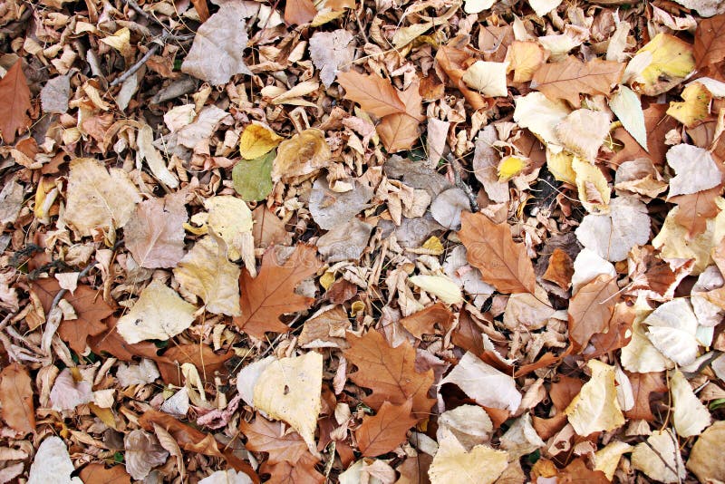 Colorful Leaves On The Ground - Fall Season Stock Image - Image of ...