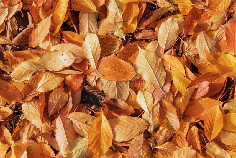 Colorful Leaves on the Ground, Leaves Texture, Leaves on the Ground ...