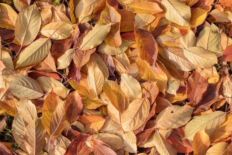 Colorful Leaves on the Ground, Leaves Texture, Leaves on the Ground ...