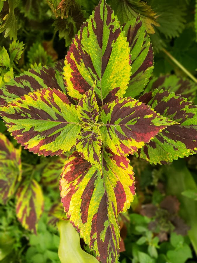 Colorful Leaves Make the Background More Attractive Stock Image - Image ...