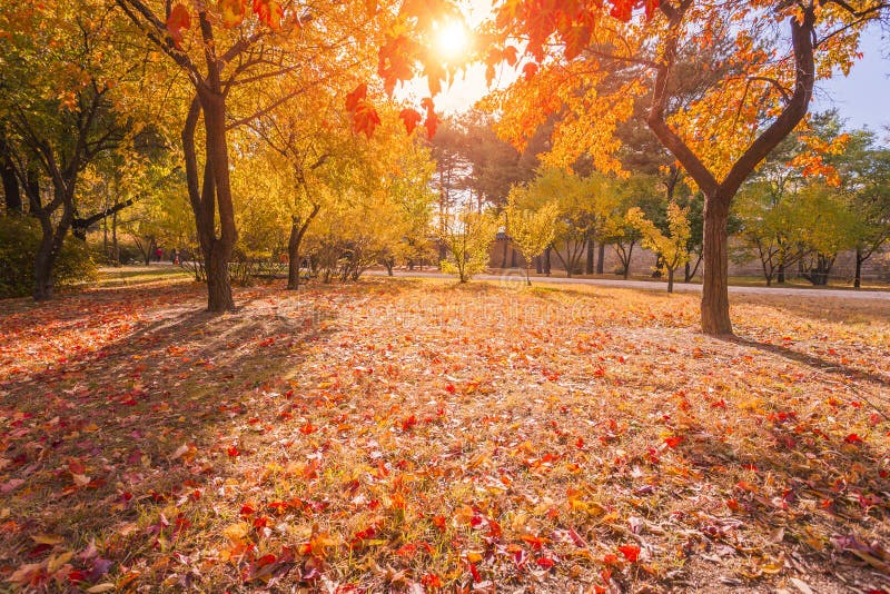 Colorful Leaves and Maple Tree in the Autumn in the Park Stock Image ...