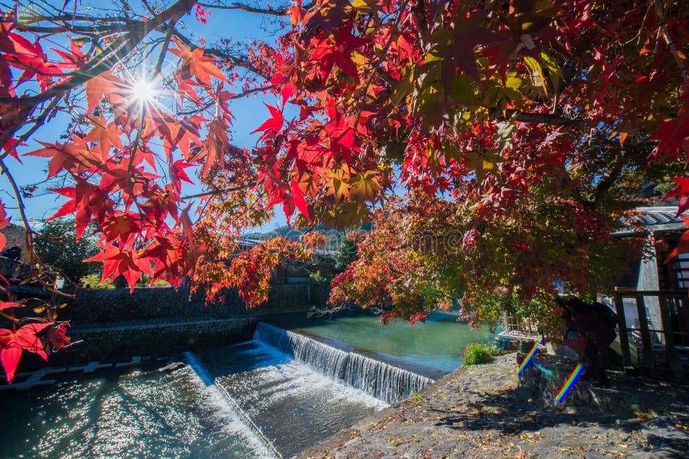Colorful Leaves on Maple Tree Stock Image - Image of color, maple: 64194435