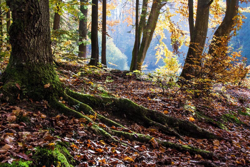 Colorful Leaves, Moss, Beautiful Autumn in the Forest Stock Photo ...