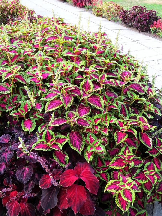 Colorful leaves stock image. Image of foliage, plant - 33171873