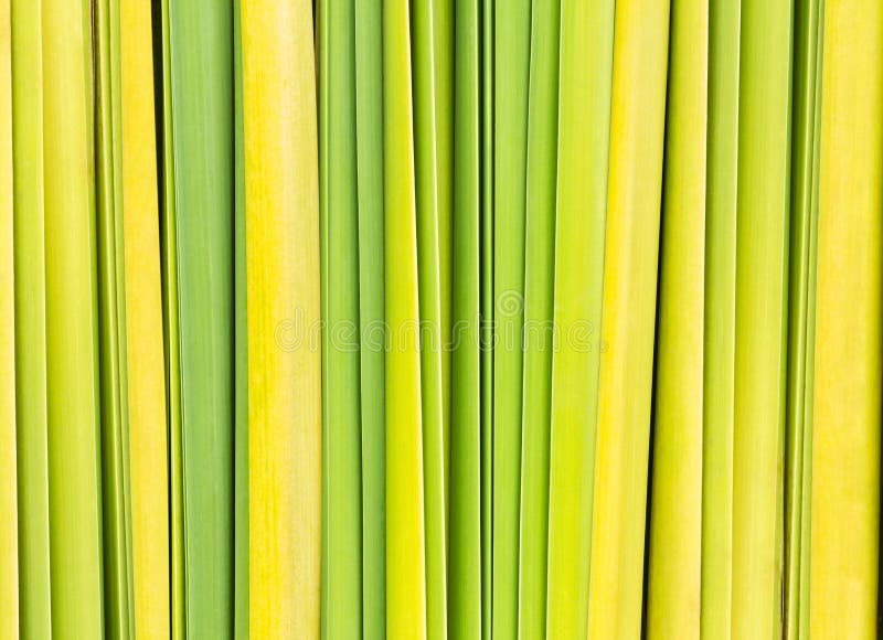 Nipa leaves roof stock photo. Image of lifestyles, cloudscape - 46097082