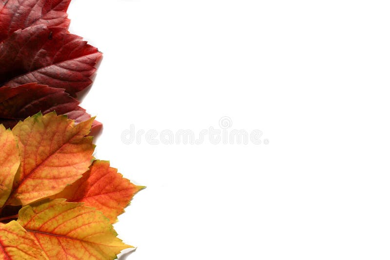 Colorful Leaves Over the White Board, Background Composition. Stock ...