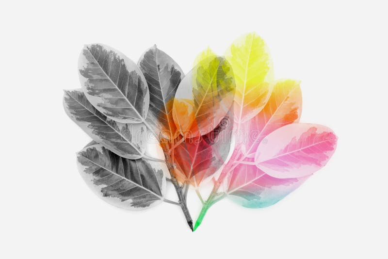 Colorful Leaves Pattern,gradient Color Autumn Leaf Isolated on White ...