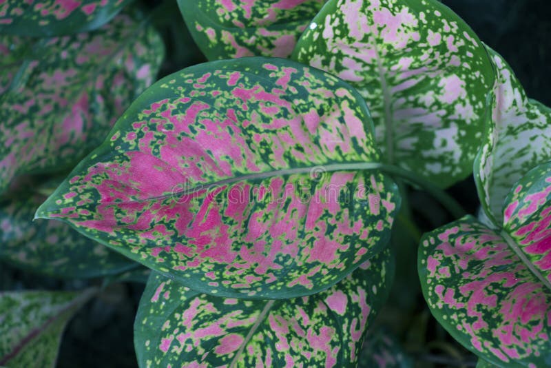 Colorful Leaves with Patterns on the Leaves Stock Photo - Image of ...