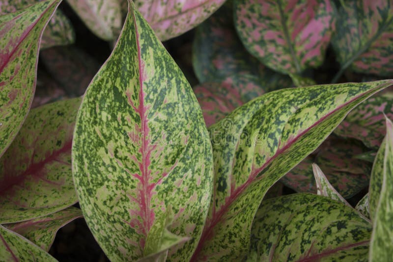 Colorful Leaves with Patterns on the Leaves Stock Image - Image of ...