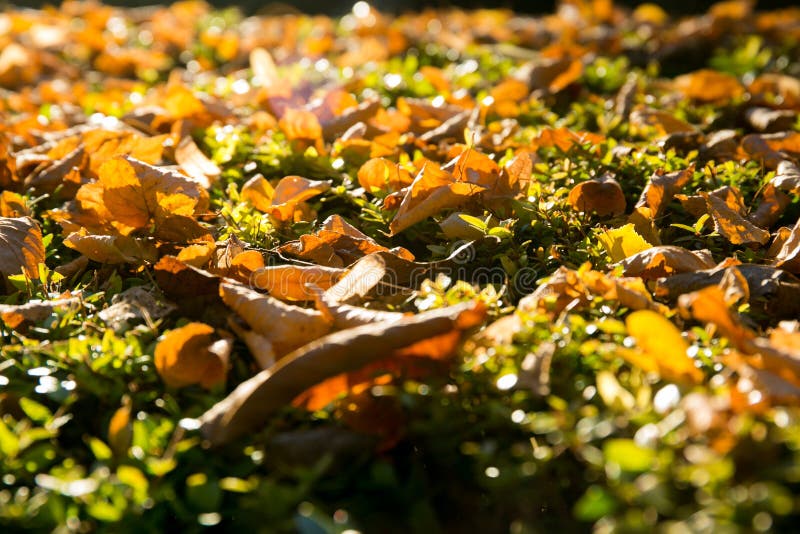 Colorful Leaves Texture in Autumn Stock Photo - Image of branch ...