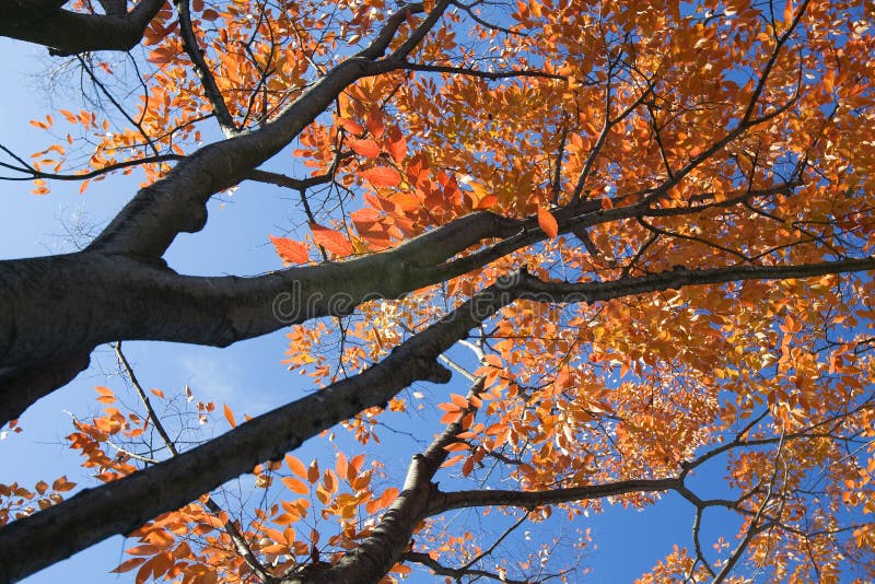 Colorful leaves on tree stock photo. Image of background - 17668320