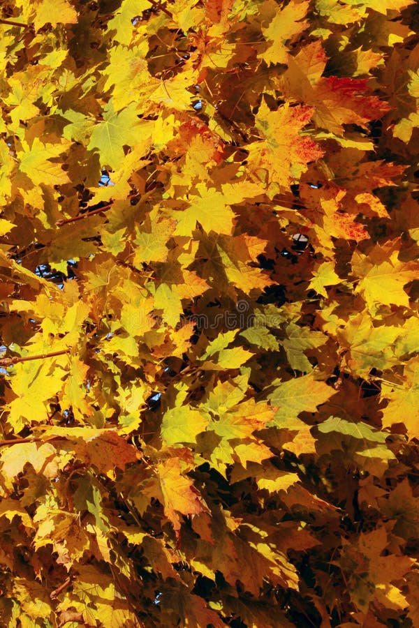 Colorful Leaves on the Tree. Autumn Background. Colorful Nature ...