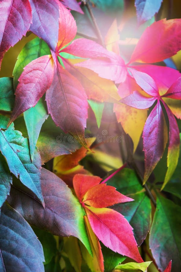 Colorful Colorful Leaves on a Tree in an Autumn Park Stock Photo ...