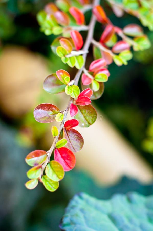 Colorful Leaves on Tree Branch in Autumn. Stock Photo - Image of ...