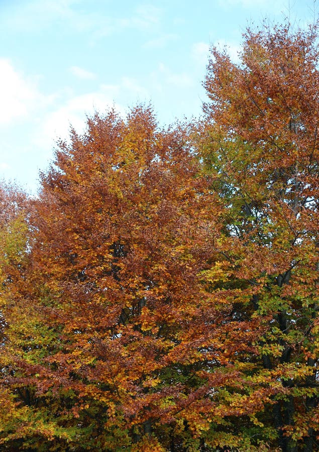 Colorful Leaves with Warm Colors on Trees in the Forest Stock Image ...