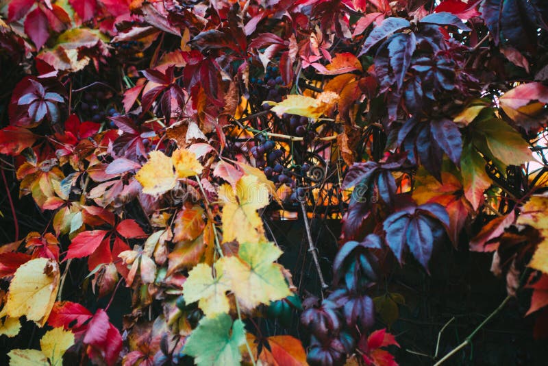 Colorful Leaves of Wild Grape Stock Photo - Image of colorfull, maple ...