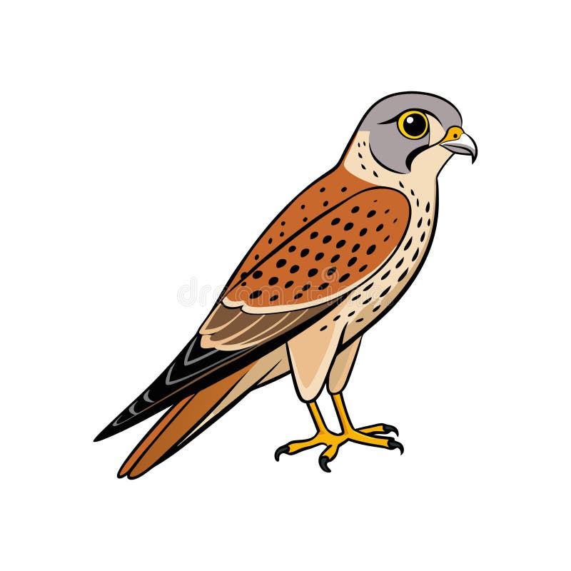 Colorful Lesser Kestrel Design Stock Illustration - Illustration of ...