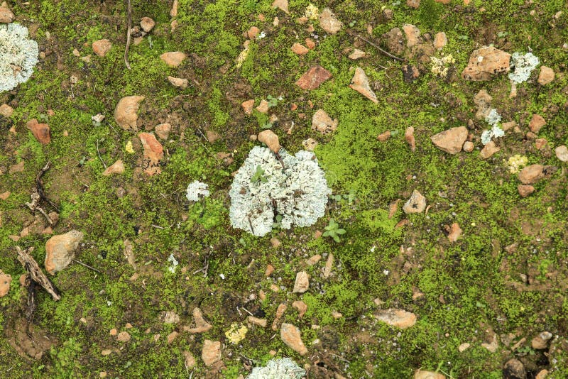 Lichen on Soil in the Mountain Stock Photo - Image of grow, fresh ...