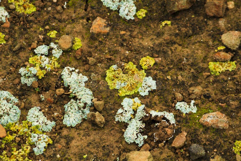 Lichen on Soil in the Mountain Stock Image - Image of lush, botanical ...