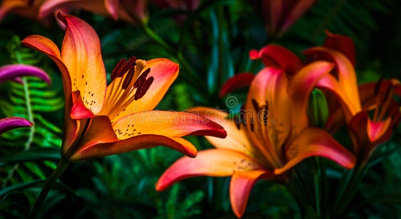 Colorful lillies. stock photo. Image of arrangement, lily - 31922032