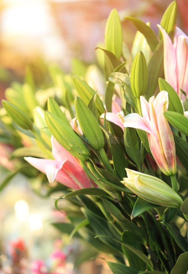 Colorful lily flowers stock image. Image of composition - 50406901