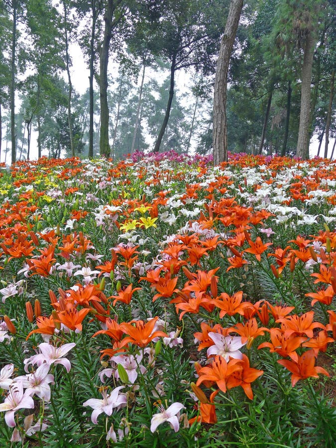 Colorful lily flowers stock image. Image of collage, bunch - 34159285