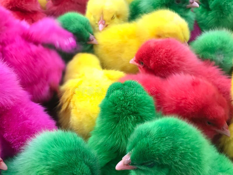 Colorful of little chicken stock photo. Image of fluffy - 110293852