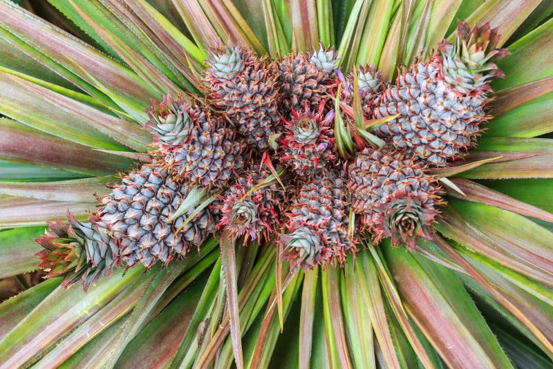 Colorful of the Little Pineapple Stock Image - Image of tree, nature ...