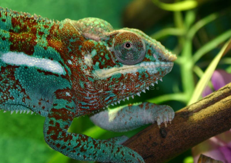 Colorful Lizard stock image. Image of dragons, lizards - 106015