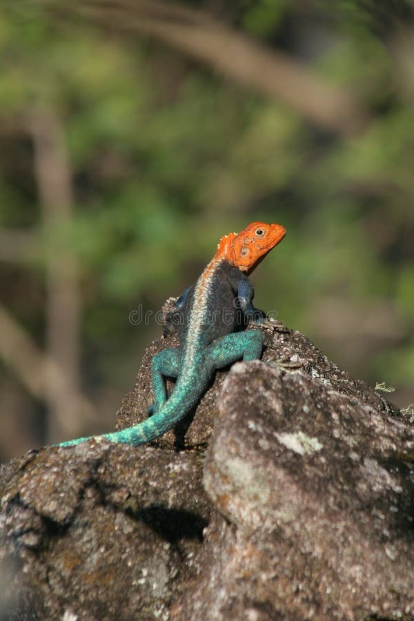 Colorful Lizard stock image. Image of prehistoric, africa - 7335157