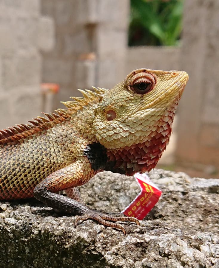 114 Crocodile Scales Red Stock Photos - Free & Royalty-Free Stock ...