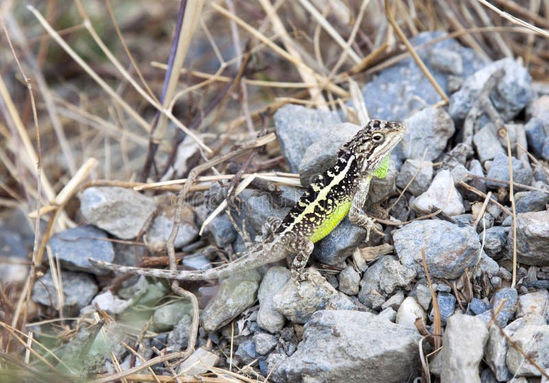 Colorful Lizard stock photo. Image of japalura, lizard - 30717246