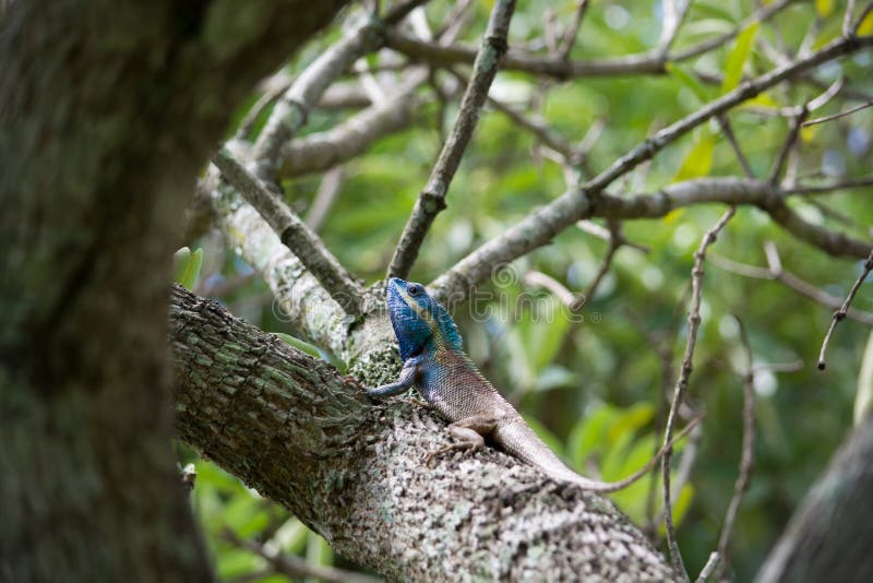 Colorful Lizard on Tree Branch. Stock Image - Image of gecko, animal ...