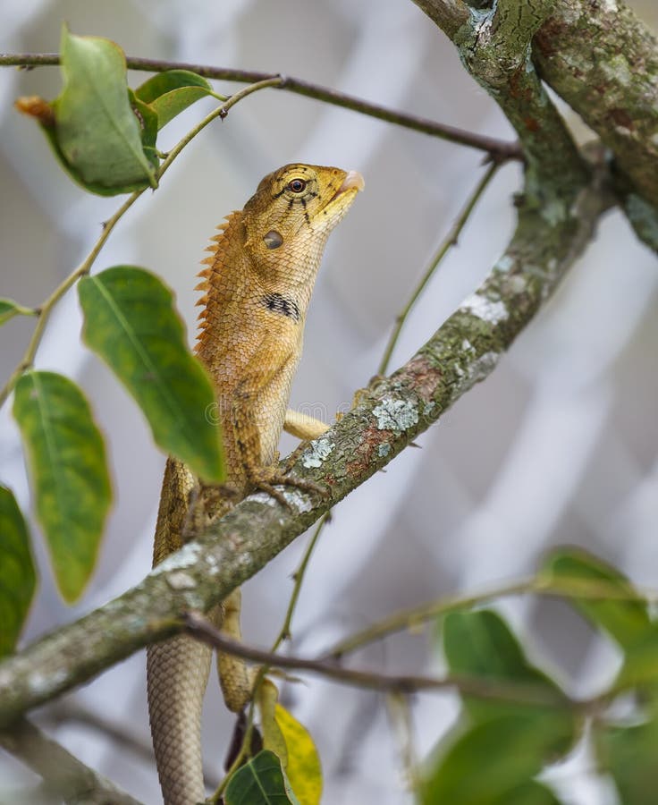 Colorful lizard stock image. Image of laziness, outdoors - 34901589