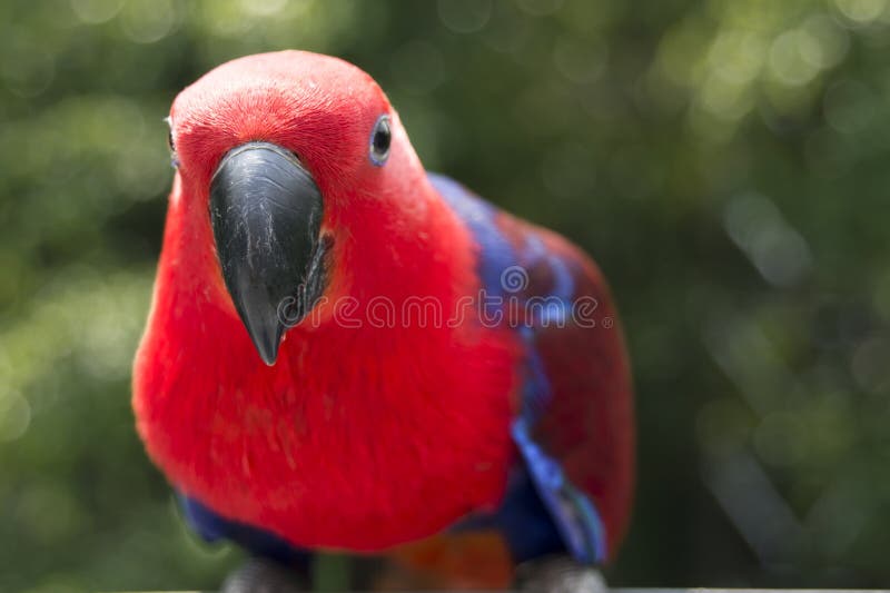 Colorful Lory- parrot stock photo. Image of curious, beak - 21317368