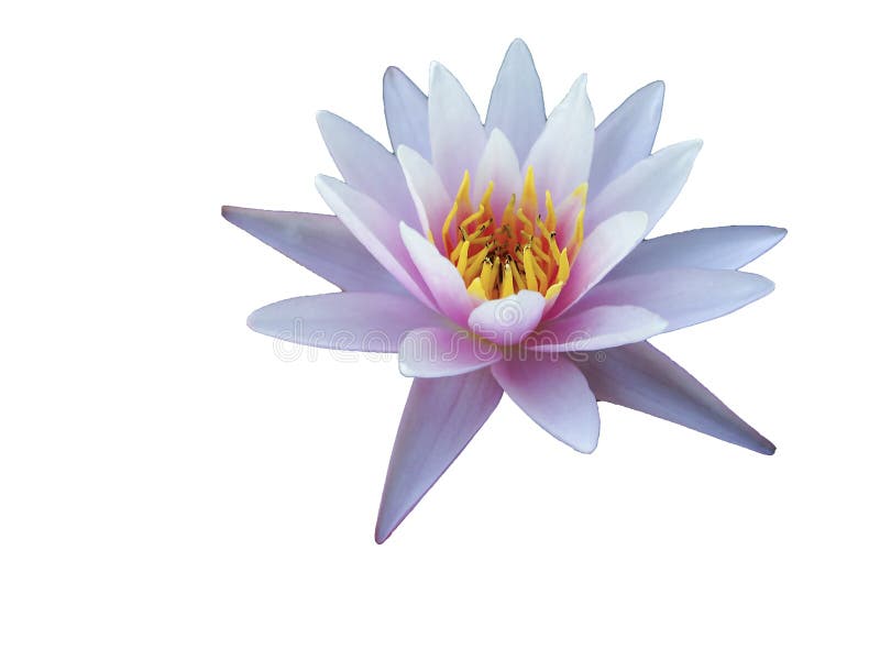 Colorful Lotus Background with Beautiful Colors Stock Image - Image of ...