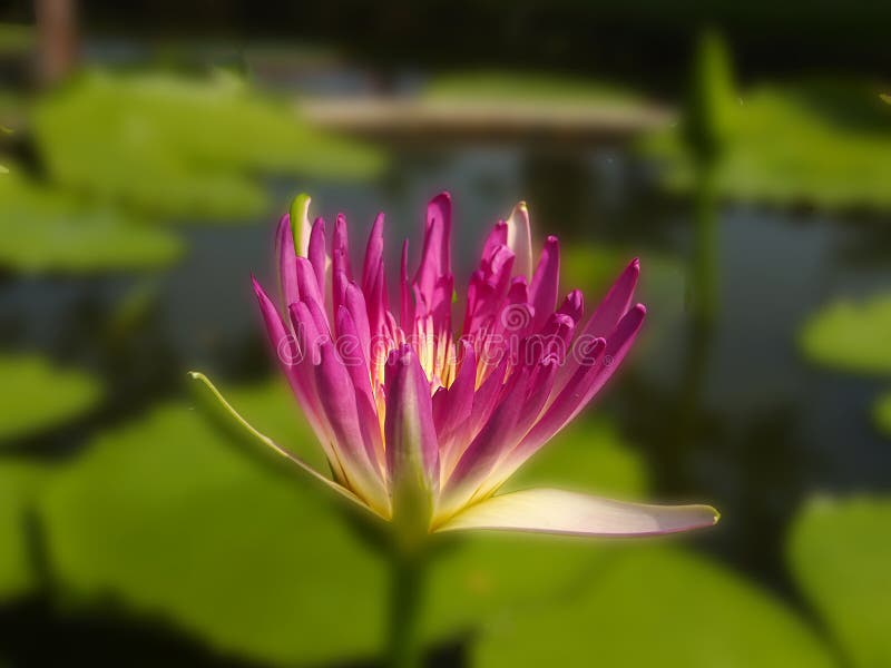 Colorful Lotus Background with Beautiful Colors Stock Photo - Image of ...