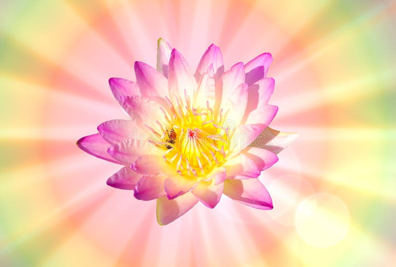 Colorful Lotus Background with Beautiful Colors Stock Photo - Image of ...