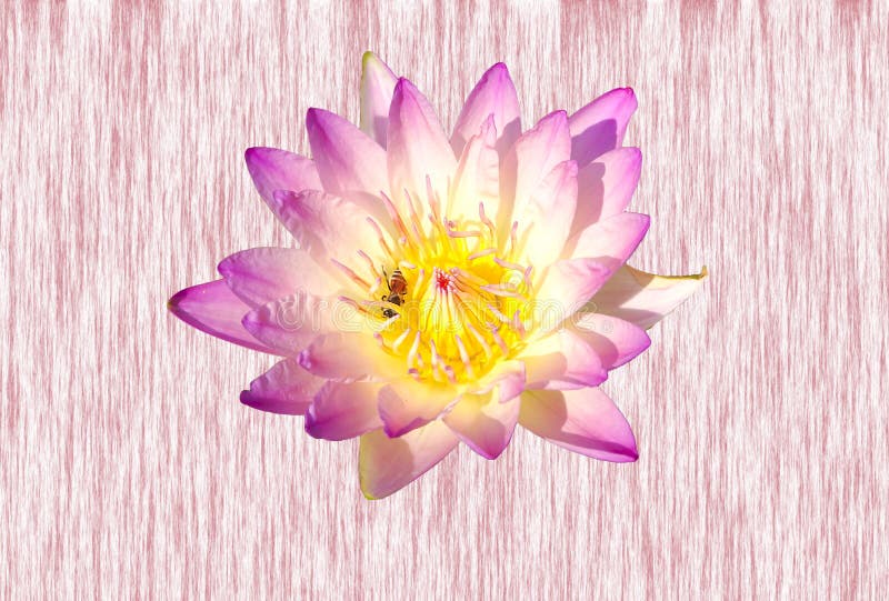 Colorful Lotus Background with Beautiful Colors Stock Image - Image of ...