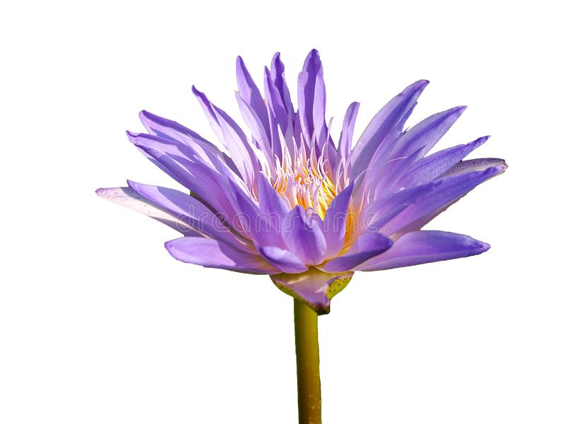 Colorful Lotus Background with Beautiful Colors Stock Photo - Image of ...