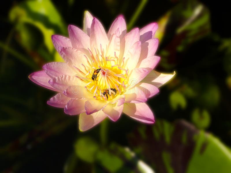 Colorful Lotus Background with Beautiful Colors Stock Image - Image of ...