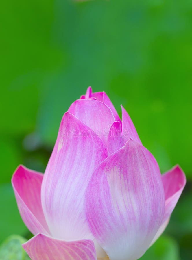 Colorful Lotus Bud on a Green Background Stock Photo - Image of flora ...