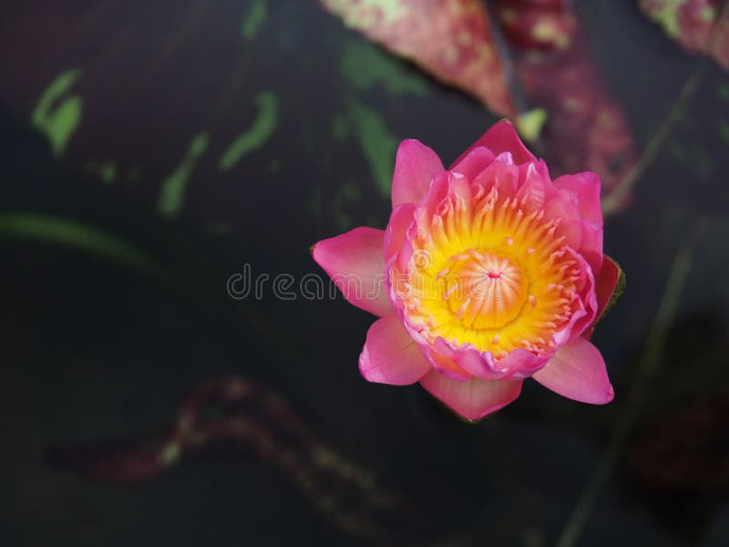 Colorful lotus stock photo. Image of flower, leaf, colourful - 100322498